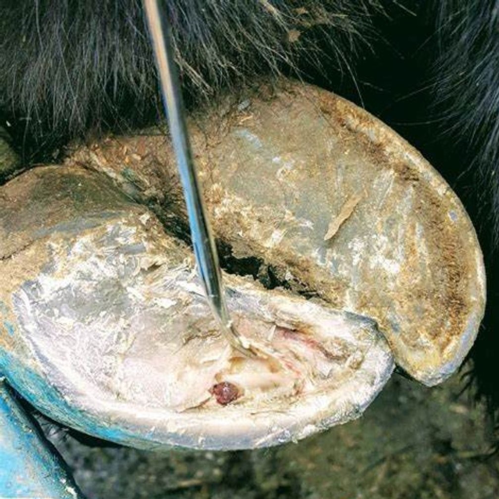 Take abscess by the horns: managing abscesses in dairy cows